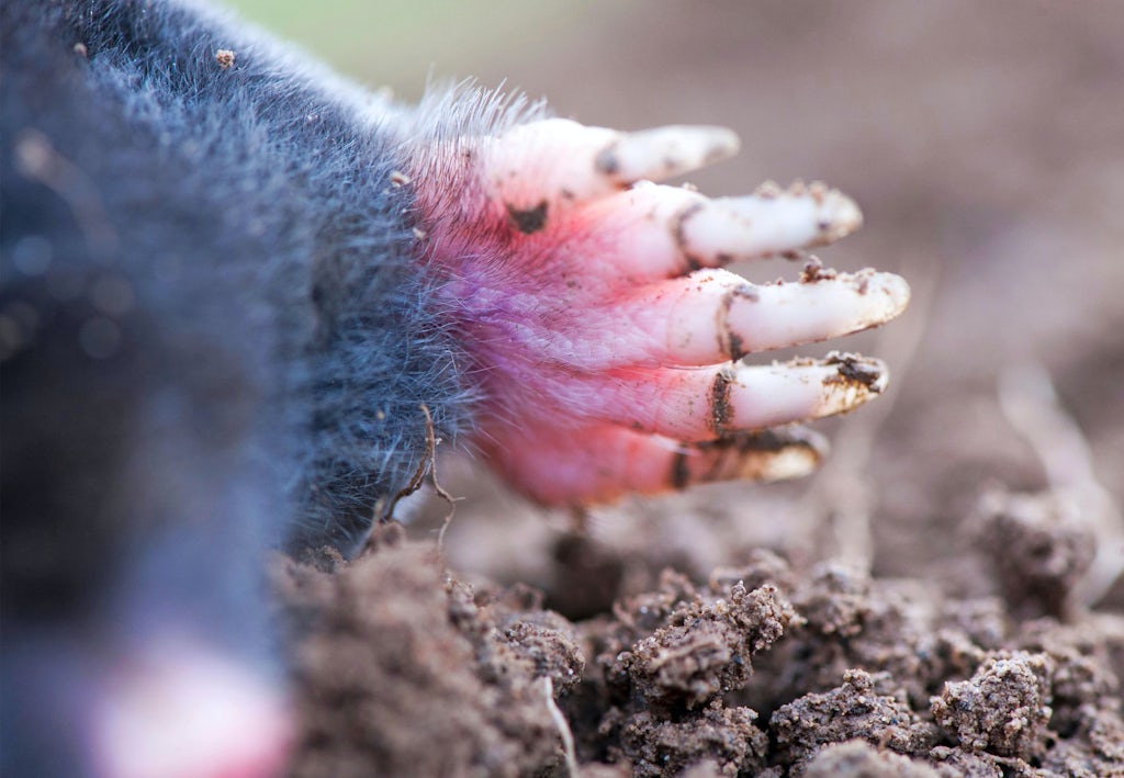 Varför är mullvadar så bra på att gräva? | illvet.se