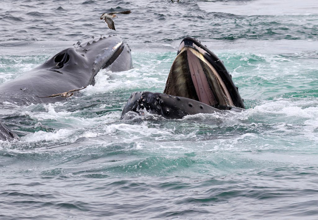 Hvaler – Hva er verdens største hvaler og hvor mange hvalarter finnes ...