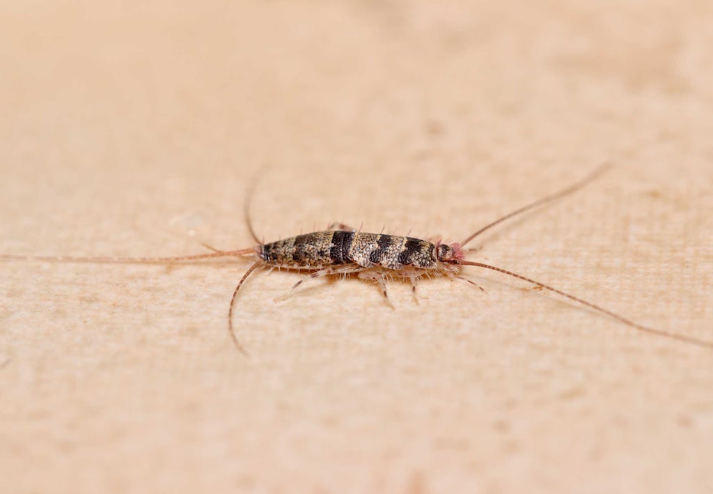 Zilvervisjes | Bekijk hier hoe je ze bestrijdt | wibnet.nl