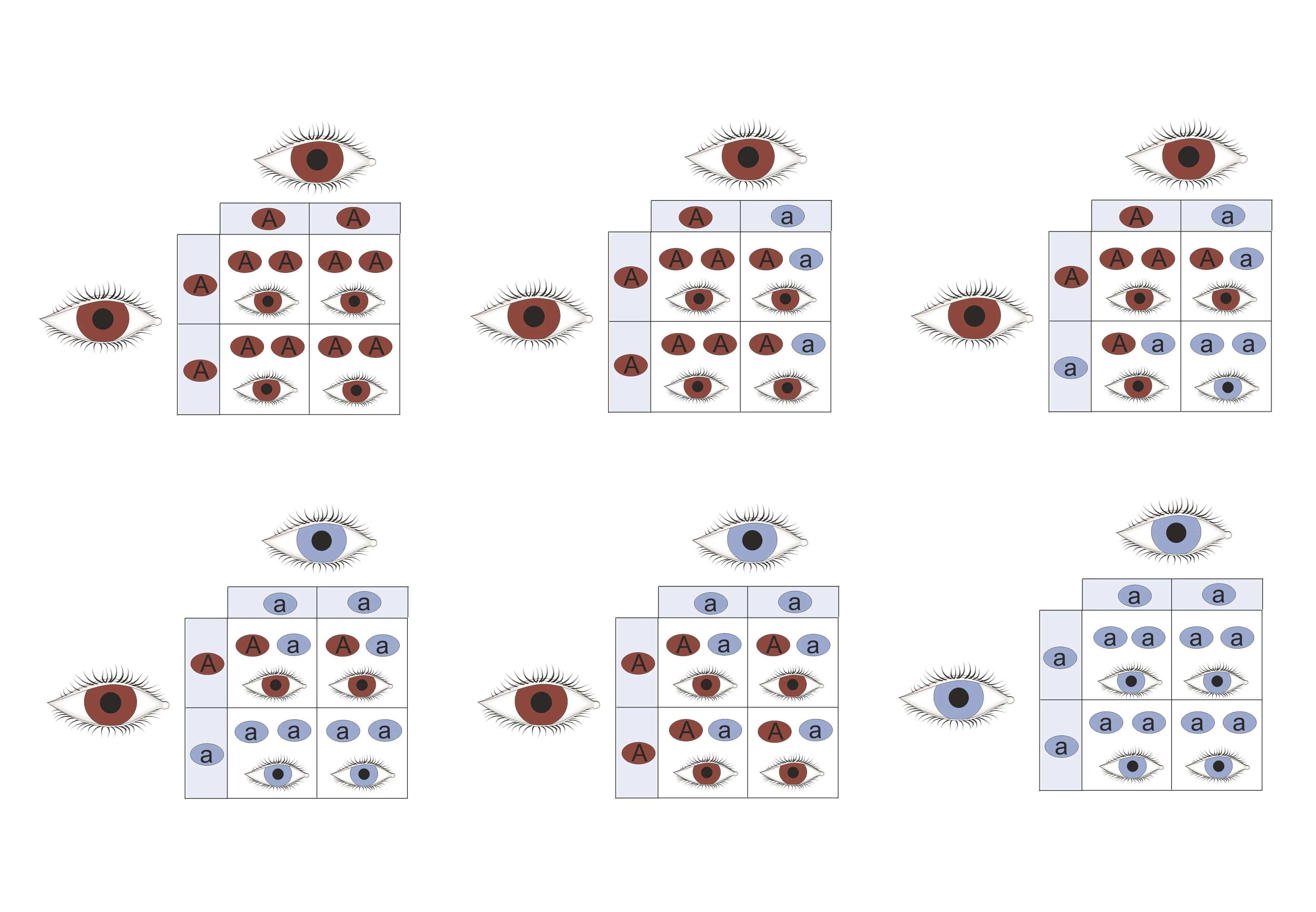 Are blue eyes a genetic mutation? | scienceillustrated.com