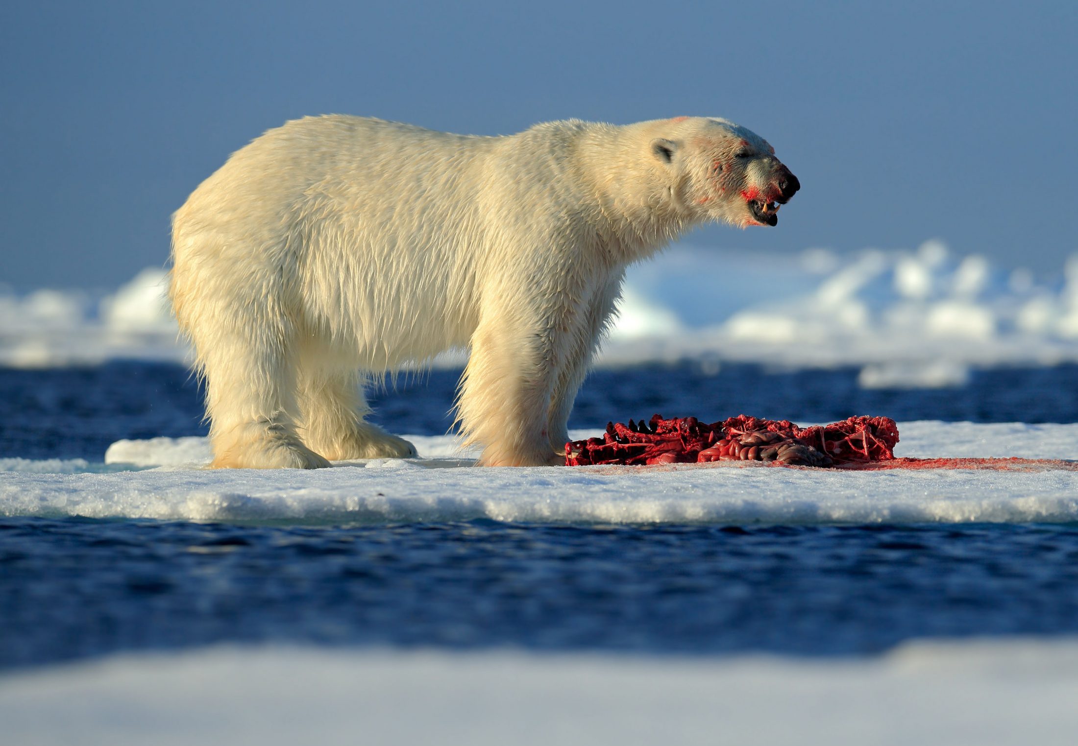 Hongerige ijsberen stenigen walrussen | wibnet.nl