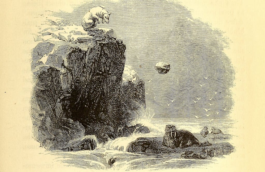 Hongerige ijsberen stenigen walrussen | wibnet.nl