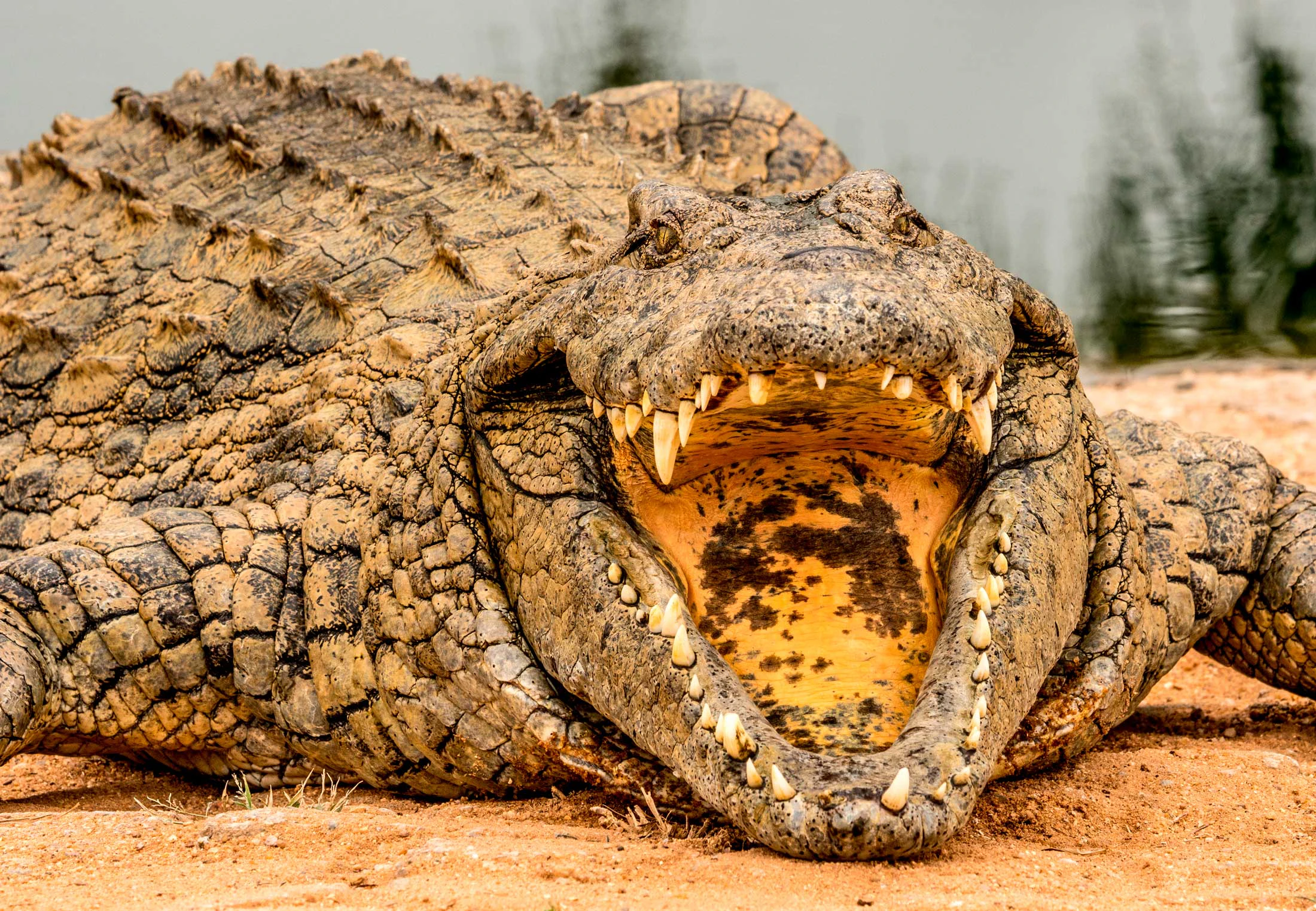 The world's strongest bites - 5 animals in whose mouths you do not want ...