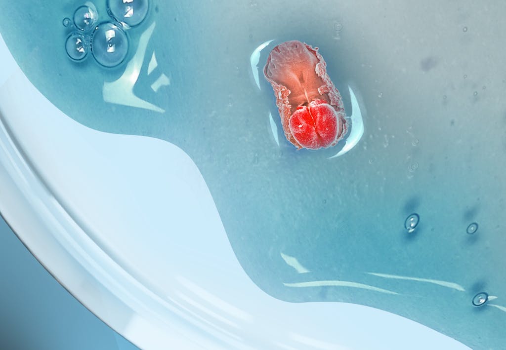 Nå kan forskere fritt studere kunstig dyrkede fostre | illvit.no