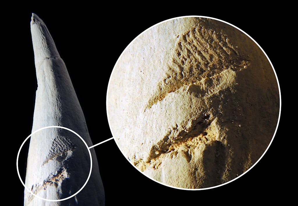 Monsterhaai joeg op potvissen | wibnet.nl