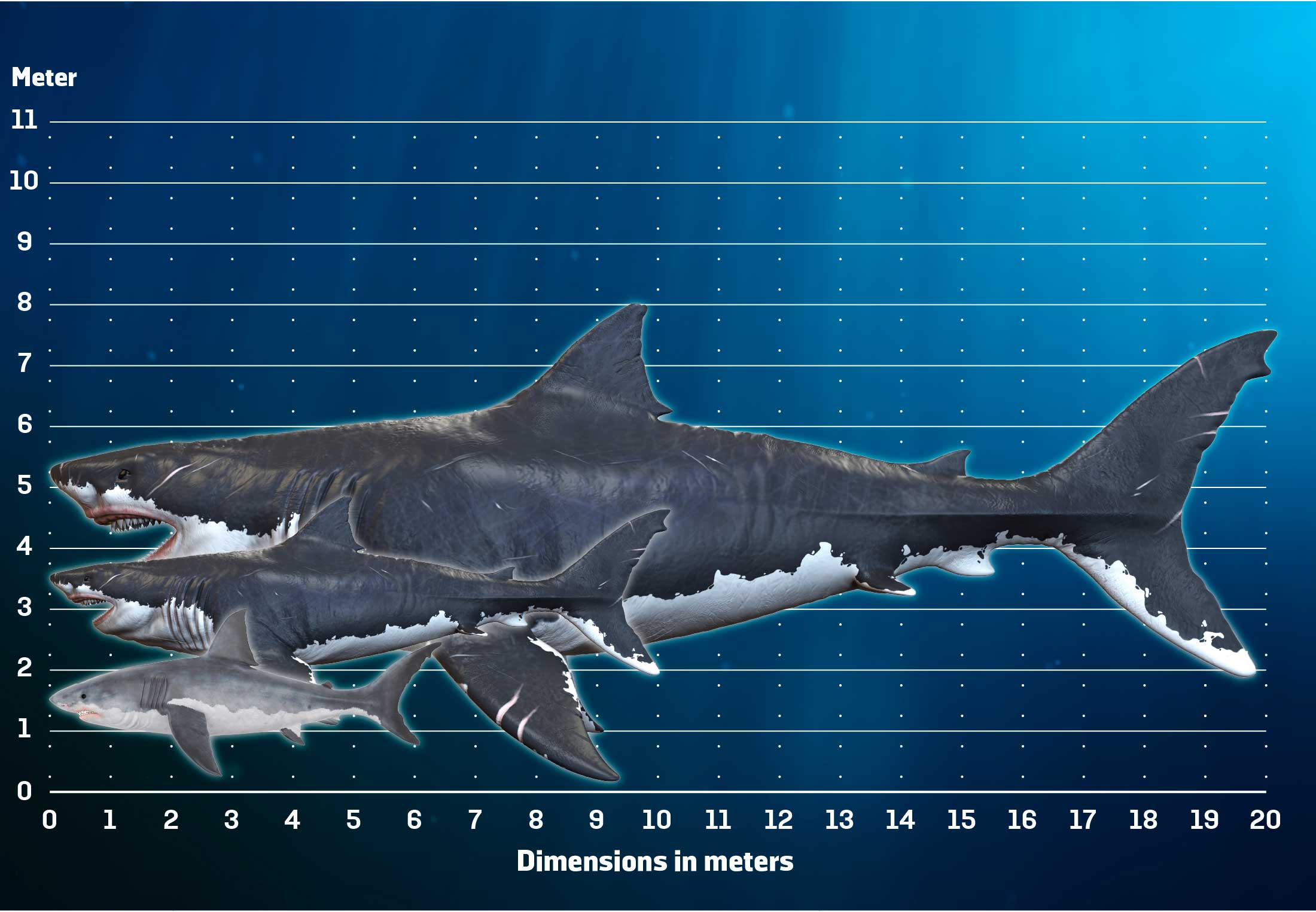 Megalodon - meet the largest shark ever here | scienceillustrated.com