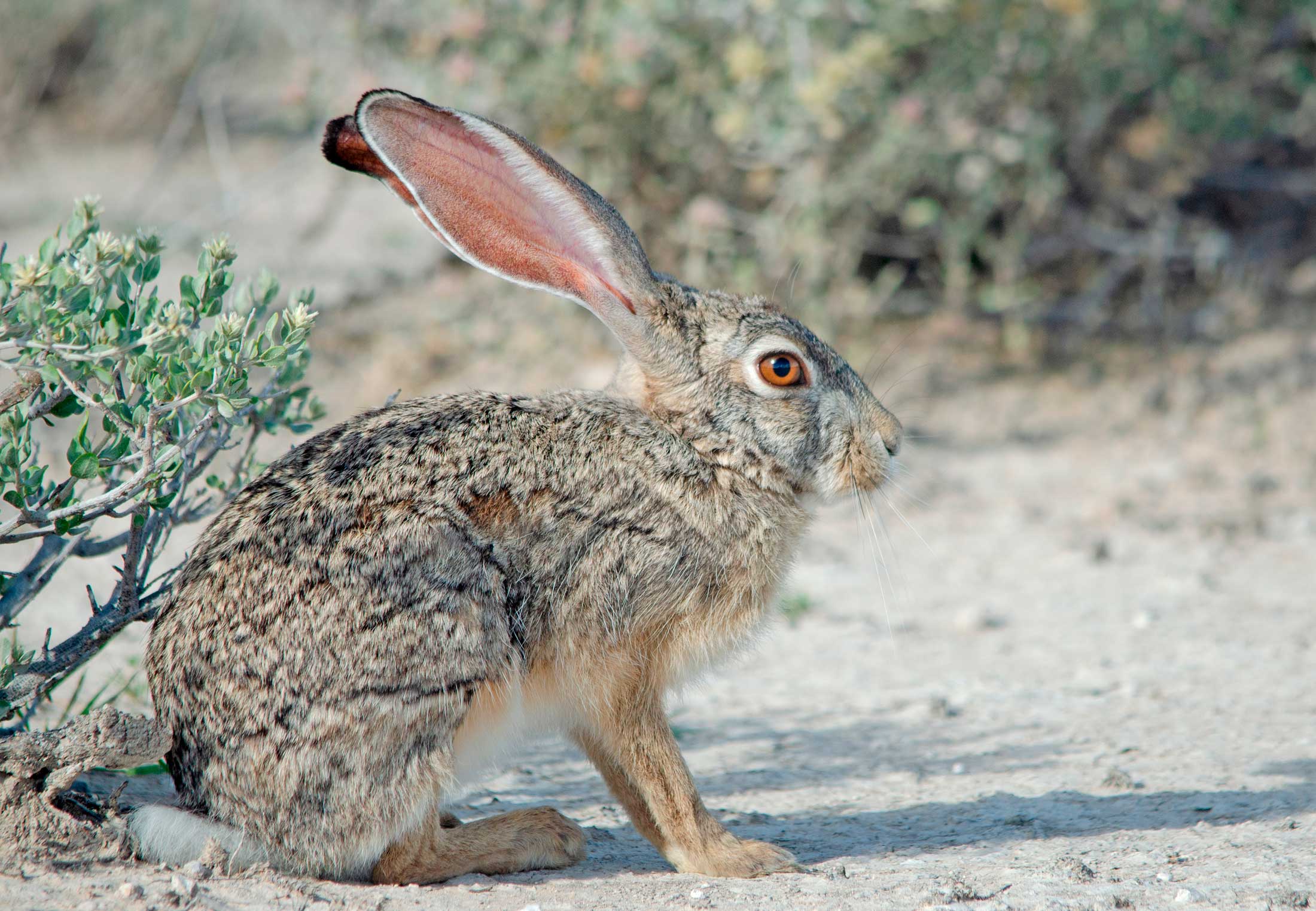 Sahara er verdens største ørken - og den vokser | illvid.dk