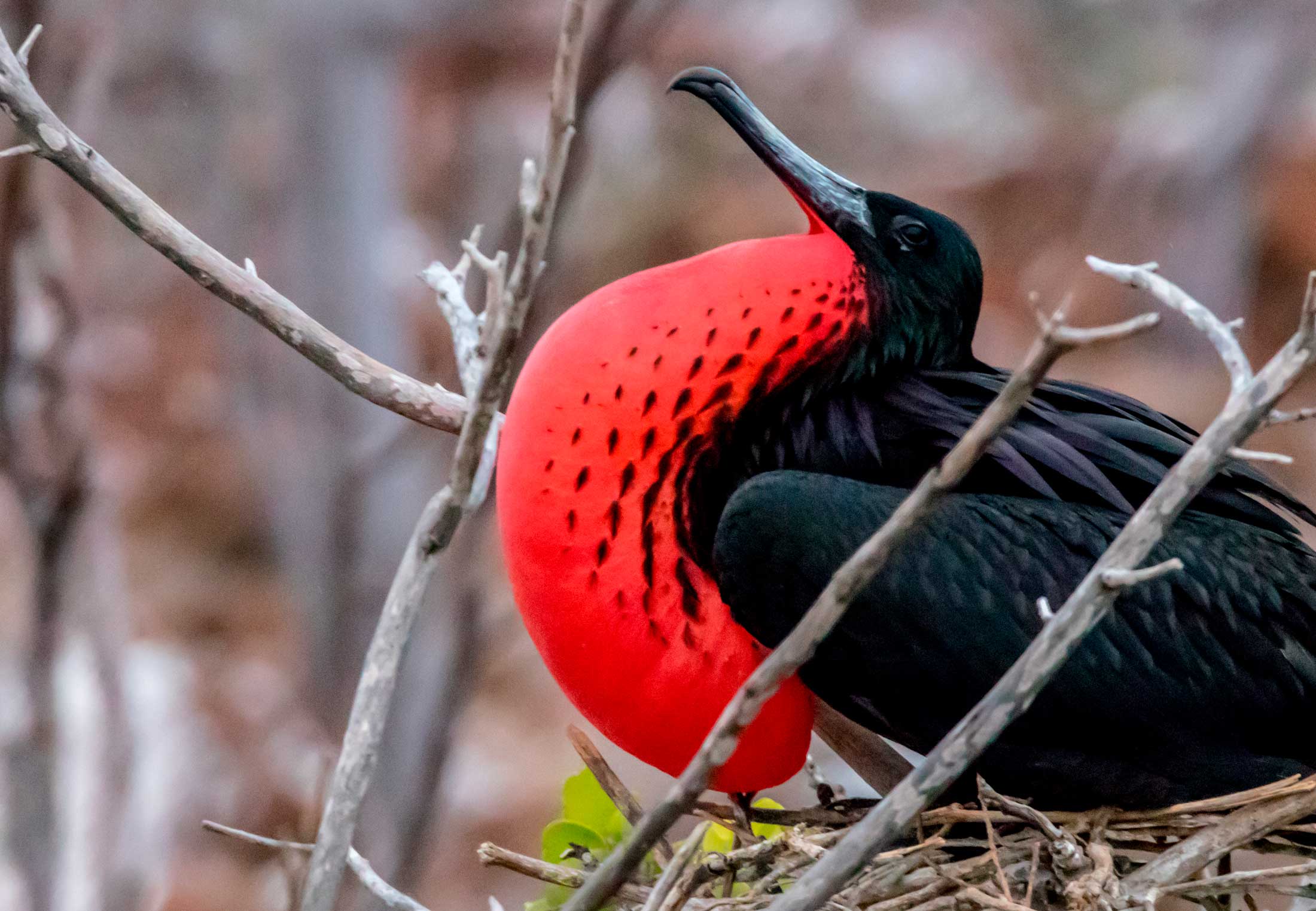 Her er verdens hurtigste dyr | illvid.dk