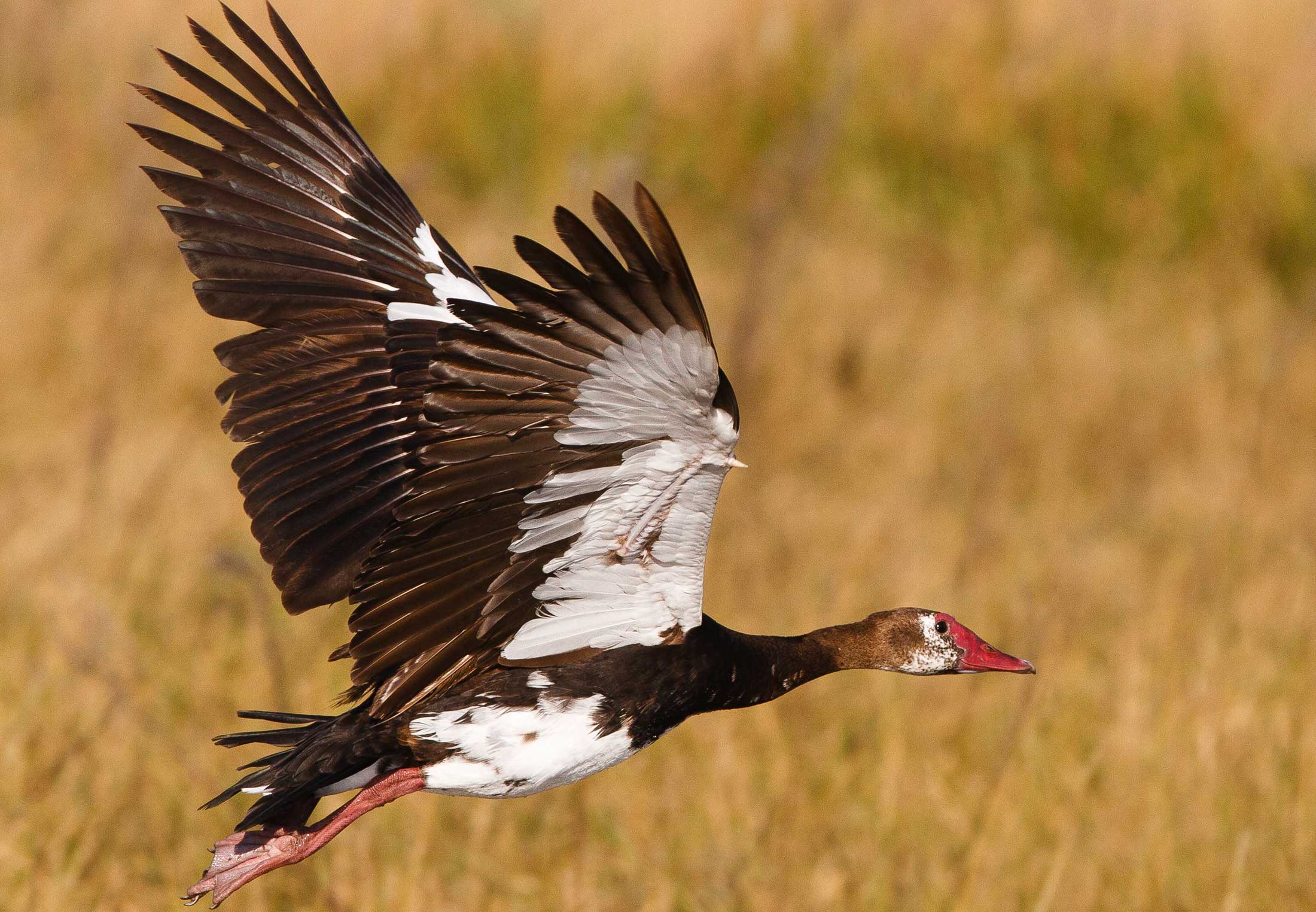Her er verdens hurtigste dyr | illvid.dk