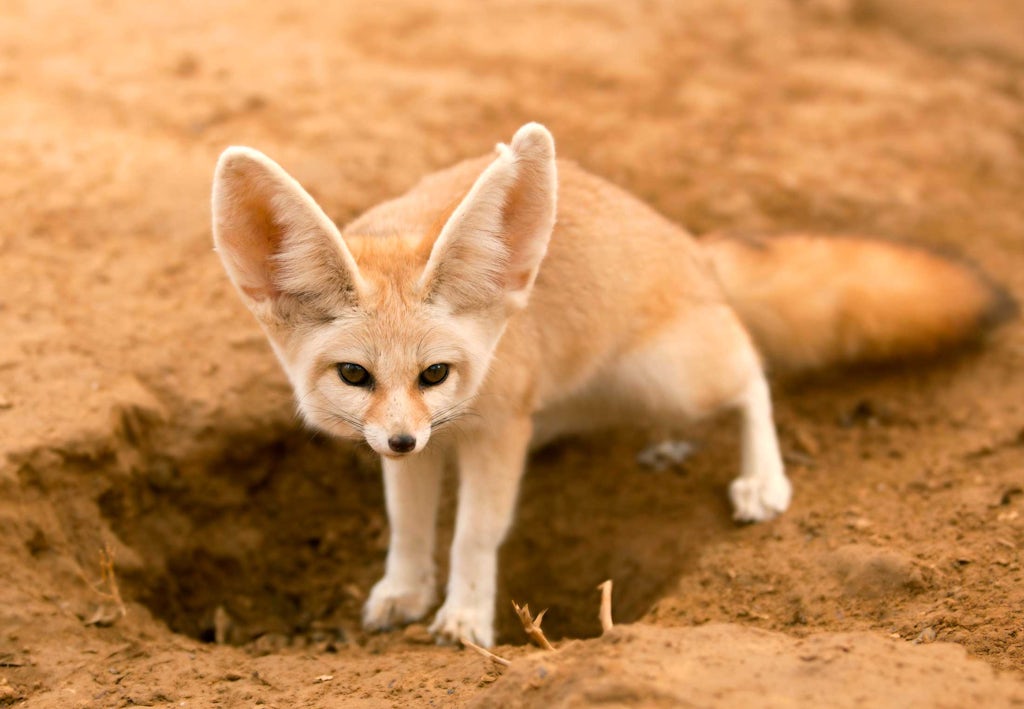 De Sahara is ’s werelds grootste woestijn – en groeit | wibnet.nl