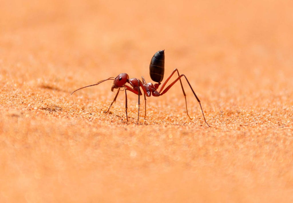 De Sahara is ’s werelds grootste woestijn – en groeit | wibnet.nl
