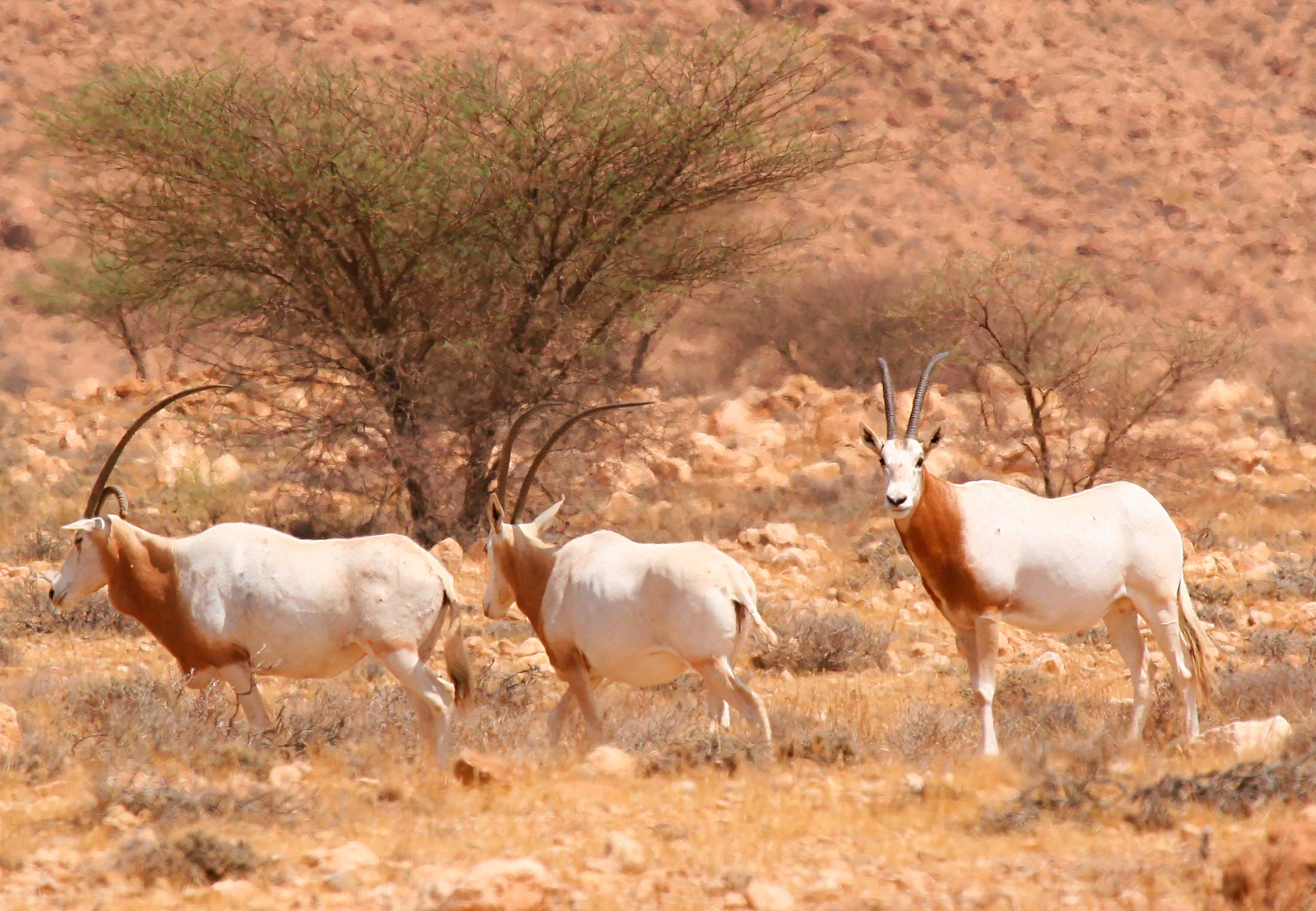 De Sahara is ’s werelds grootste woestijn – en groeit | wibnet.nl
