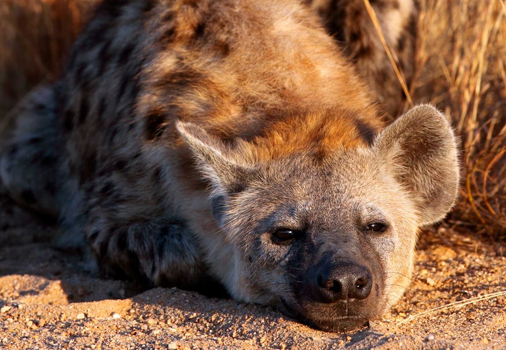 De Sahara is ’s werelds grootste woestijn – en groeit | wibnet.nl