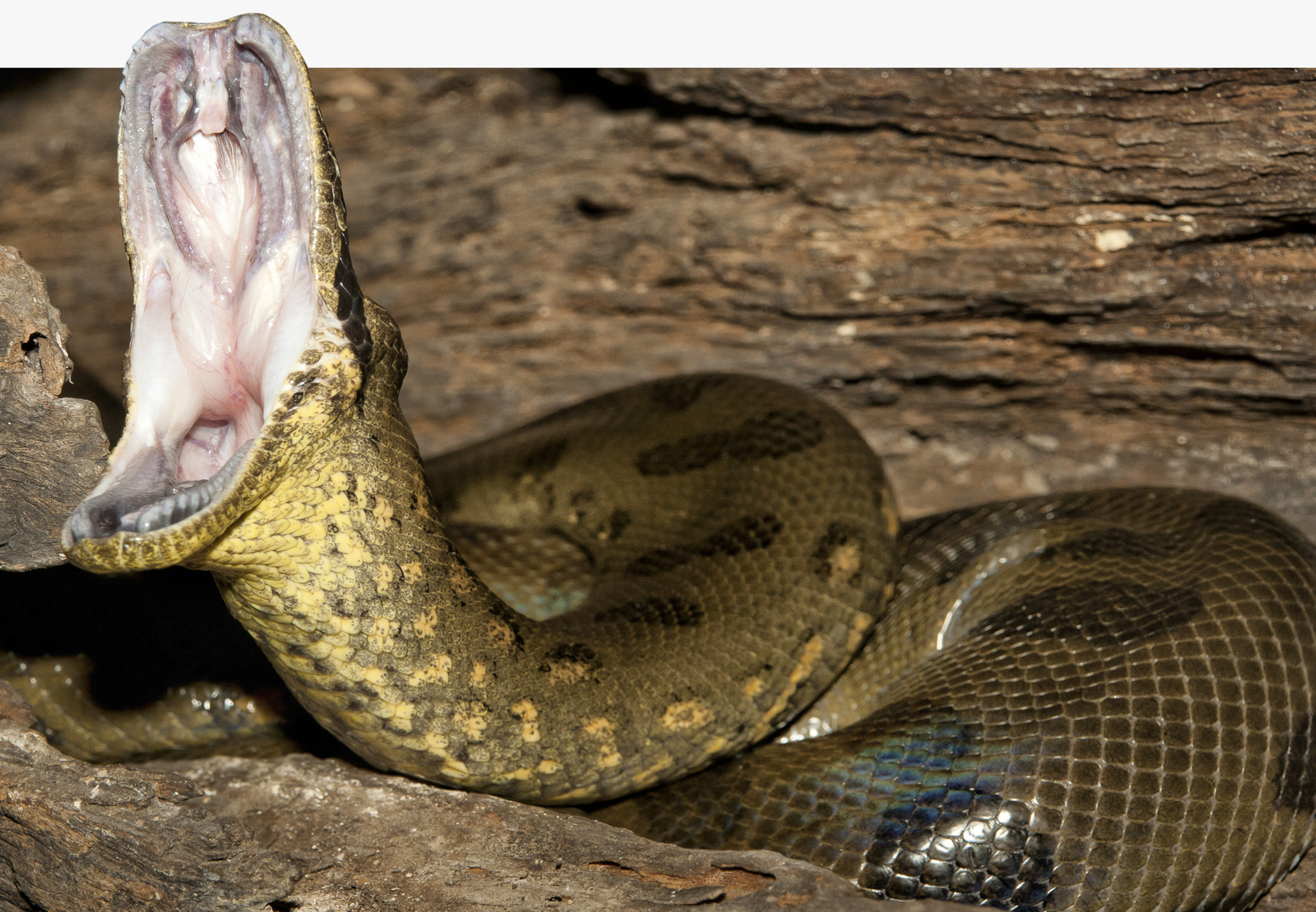 The world's biggest snake - The anaconda | scienceillustrated.com