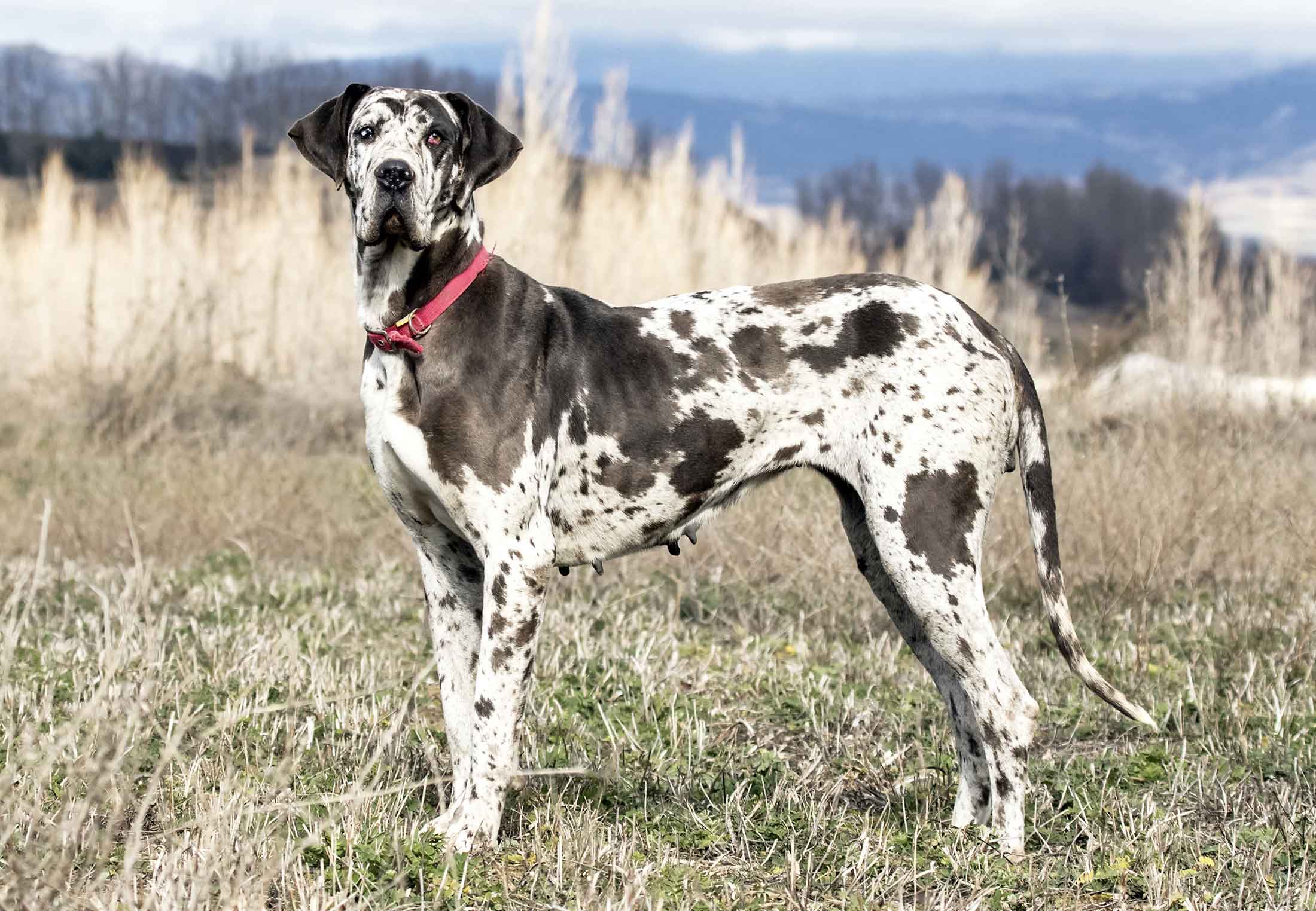 Mød verdens største hund | illvid.dk