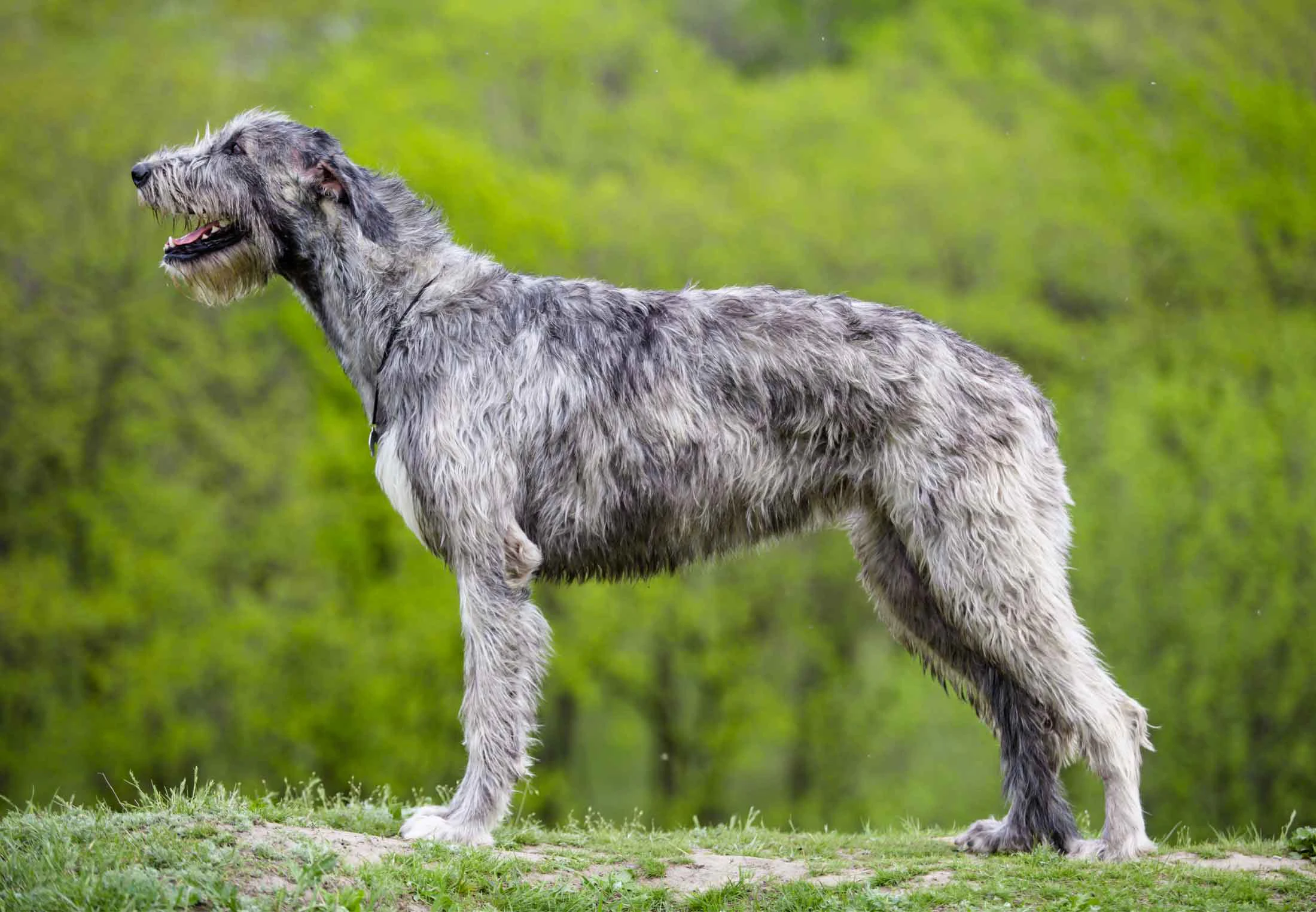 Hva er verdens største hund? | illvit.no