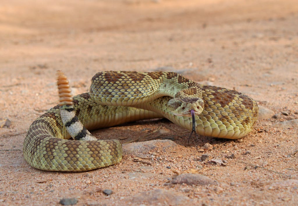 Waar gebruiken dieren hun geluiden voor? | wibnet.nl
