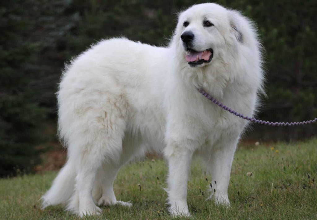 Möt världens största hund. | illvet.se