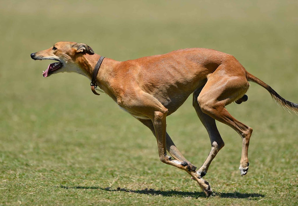 De grootste hond ter wereld – hoe groot is hij? | wibnet.nl