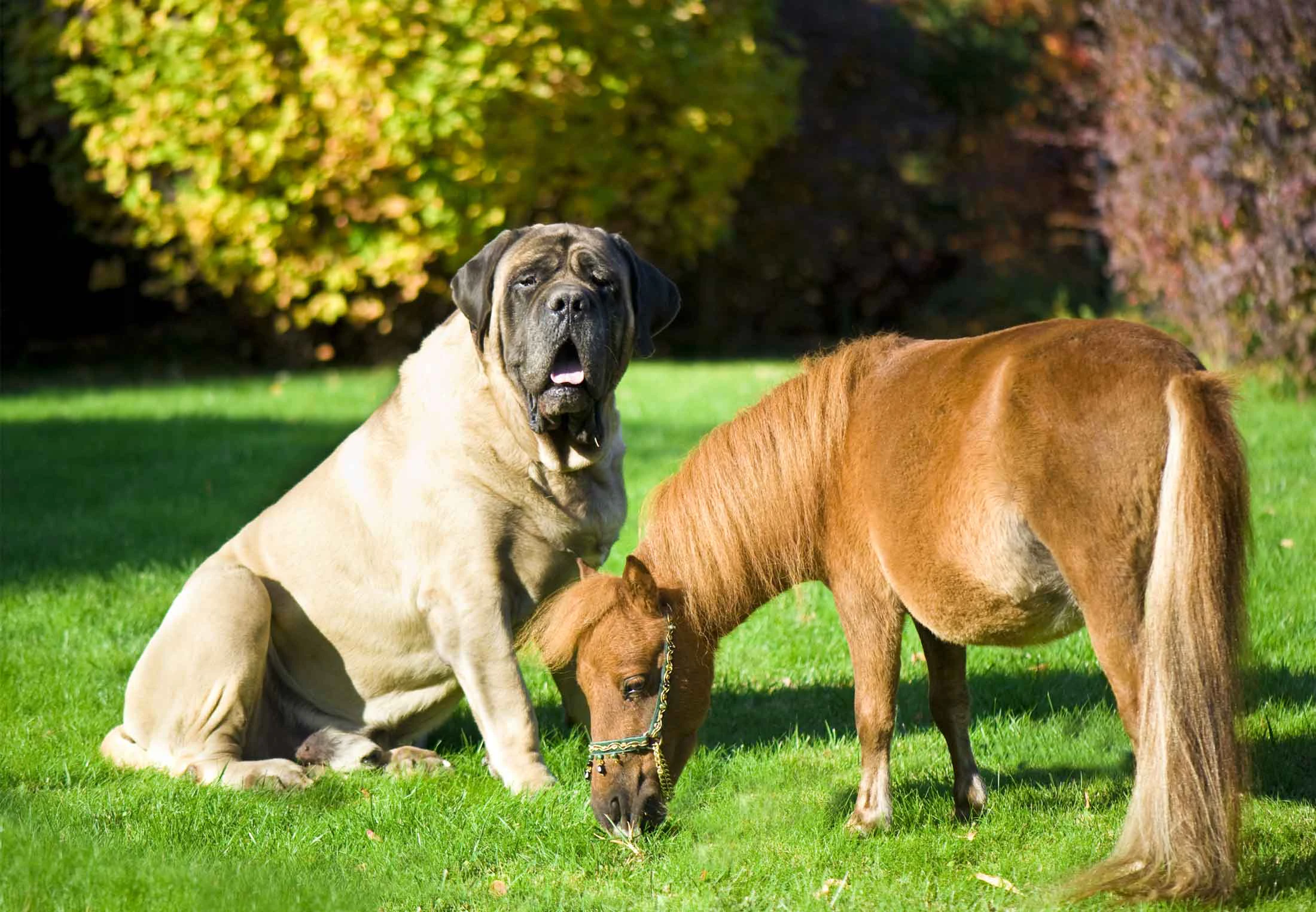 De grootste hond ter wereld. | wibnet.nl
