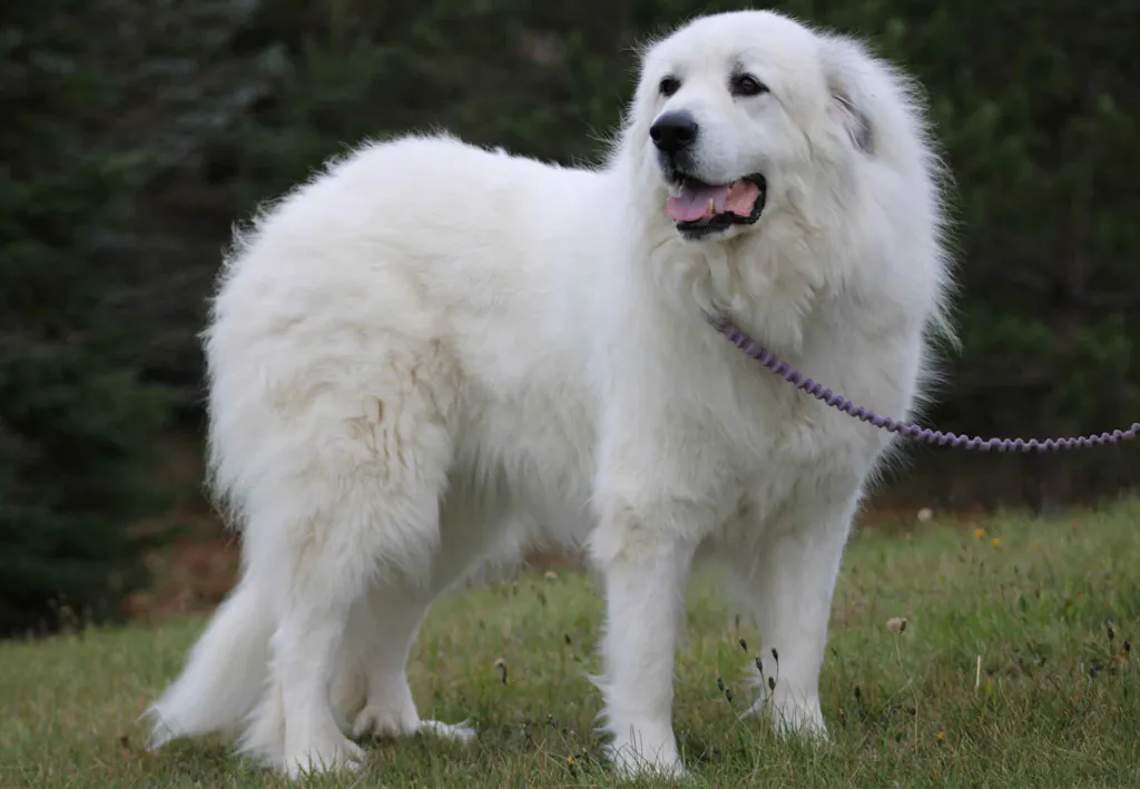 De grootste hond ter wereld. | wibnet.nl