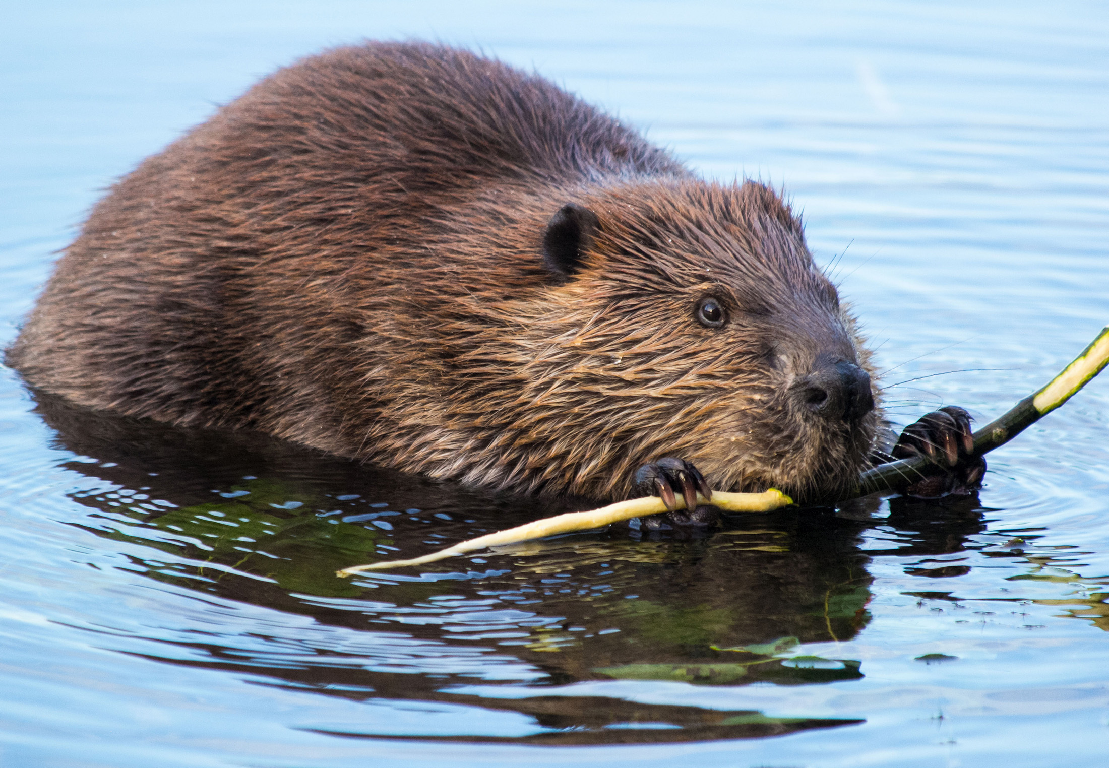 Hvilke dyr laver de største vinterforråd? | illvid.dk