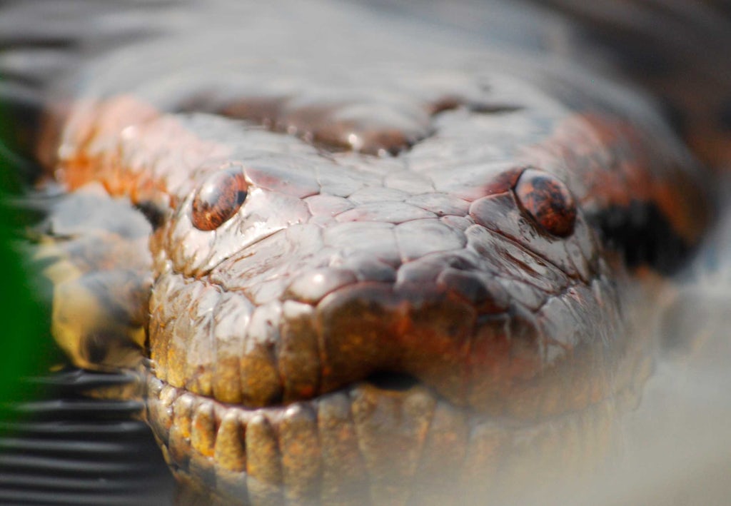 Giftormar – Här är världens 5 farligaste ormar | illvet.se