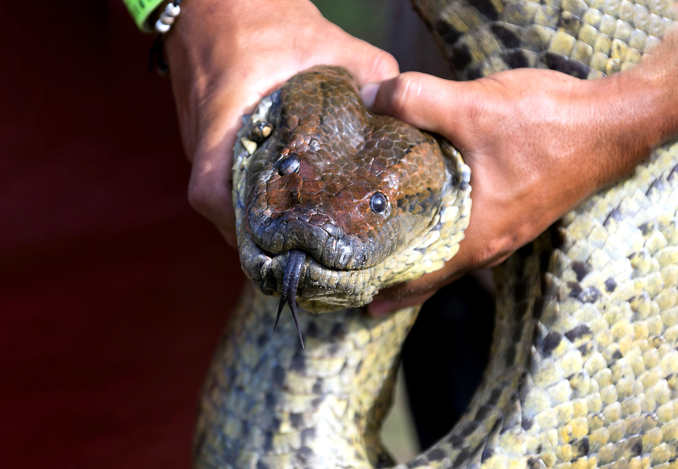 Anaconda - meet the world's biggest snake | scienceillustrated.com