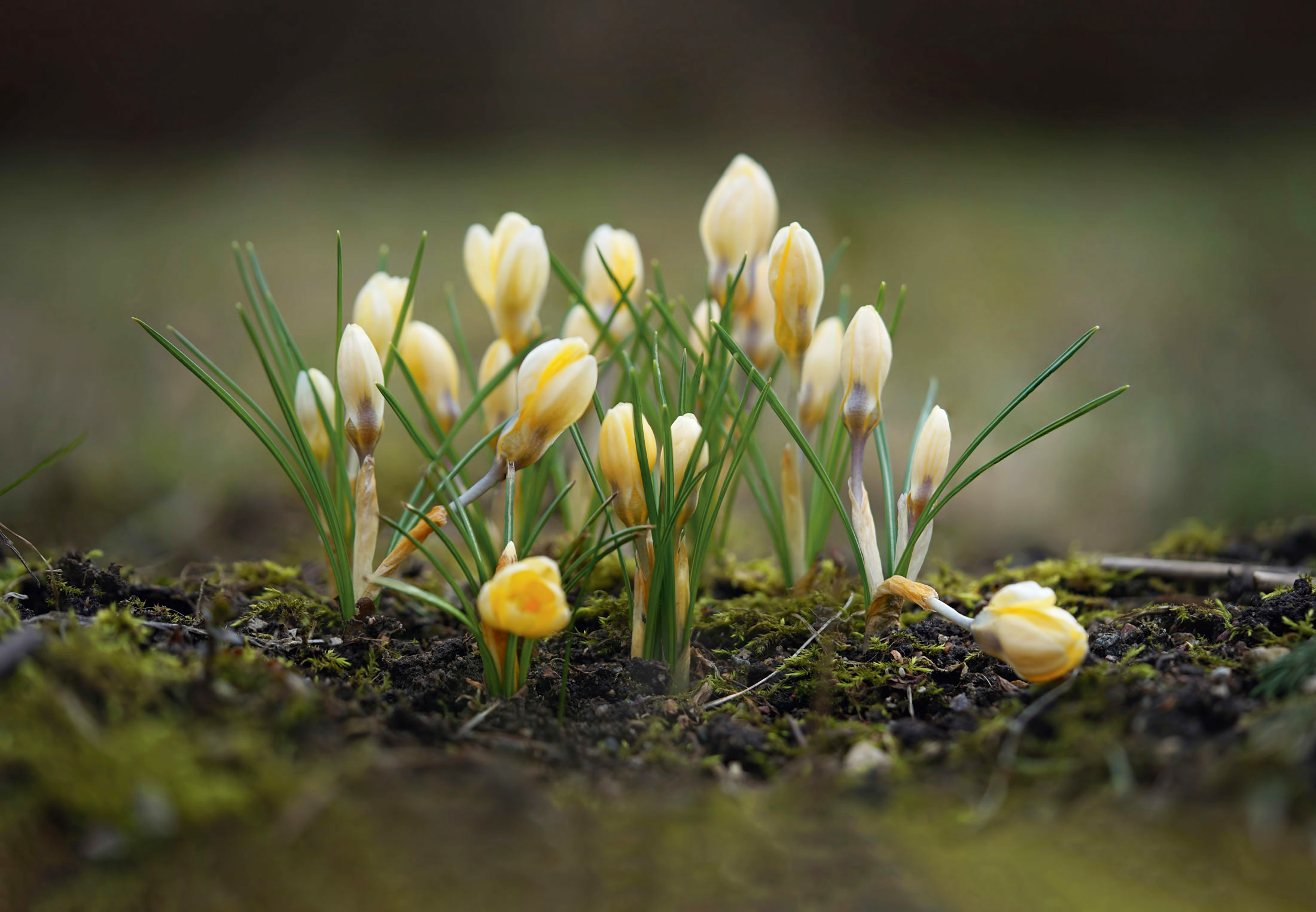 Vårjevndøgn 2025 – Når er det? | illvit.no