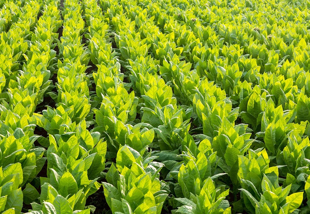 Så mycket nikotin finns det i olika produkter | illvet.se