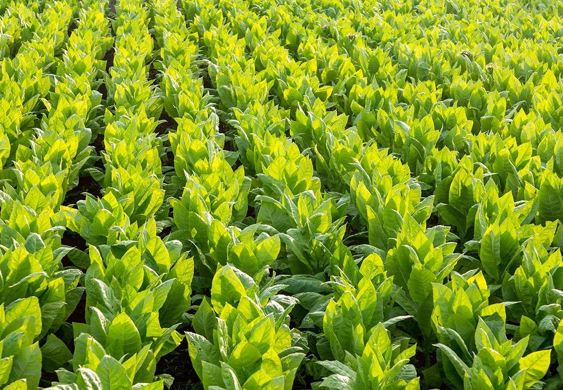 Nikotiini | tieku.fi