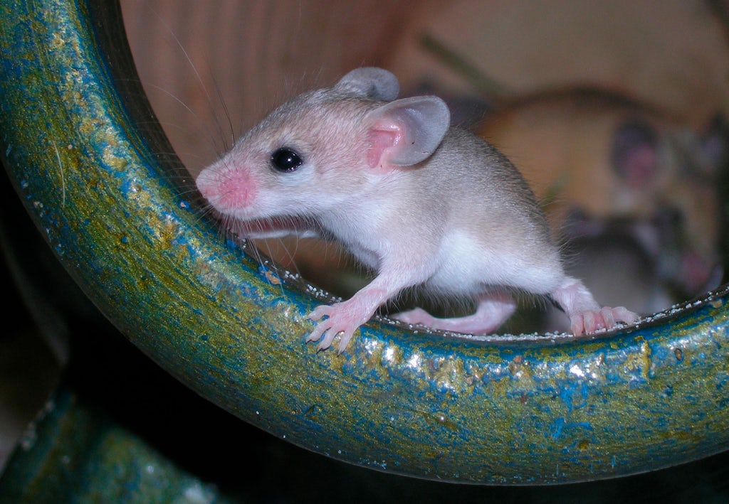 Het kleinste zoogdier weegt nog geen twee gram | wibnet.nl