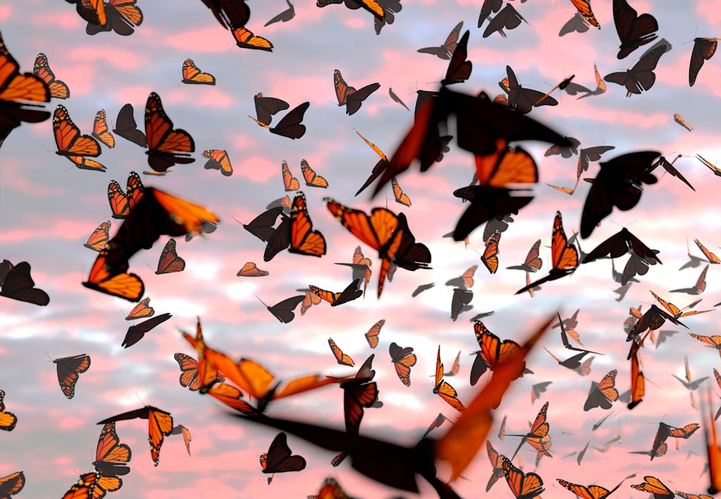 Sommerfuglen er ved at uddø | illvid.dk