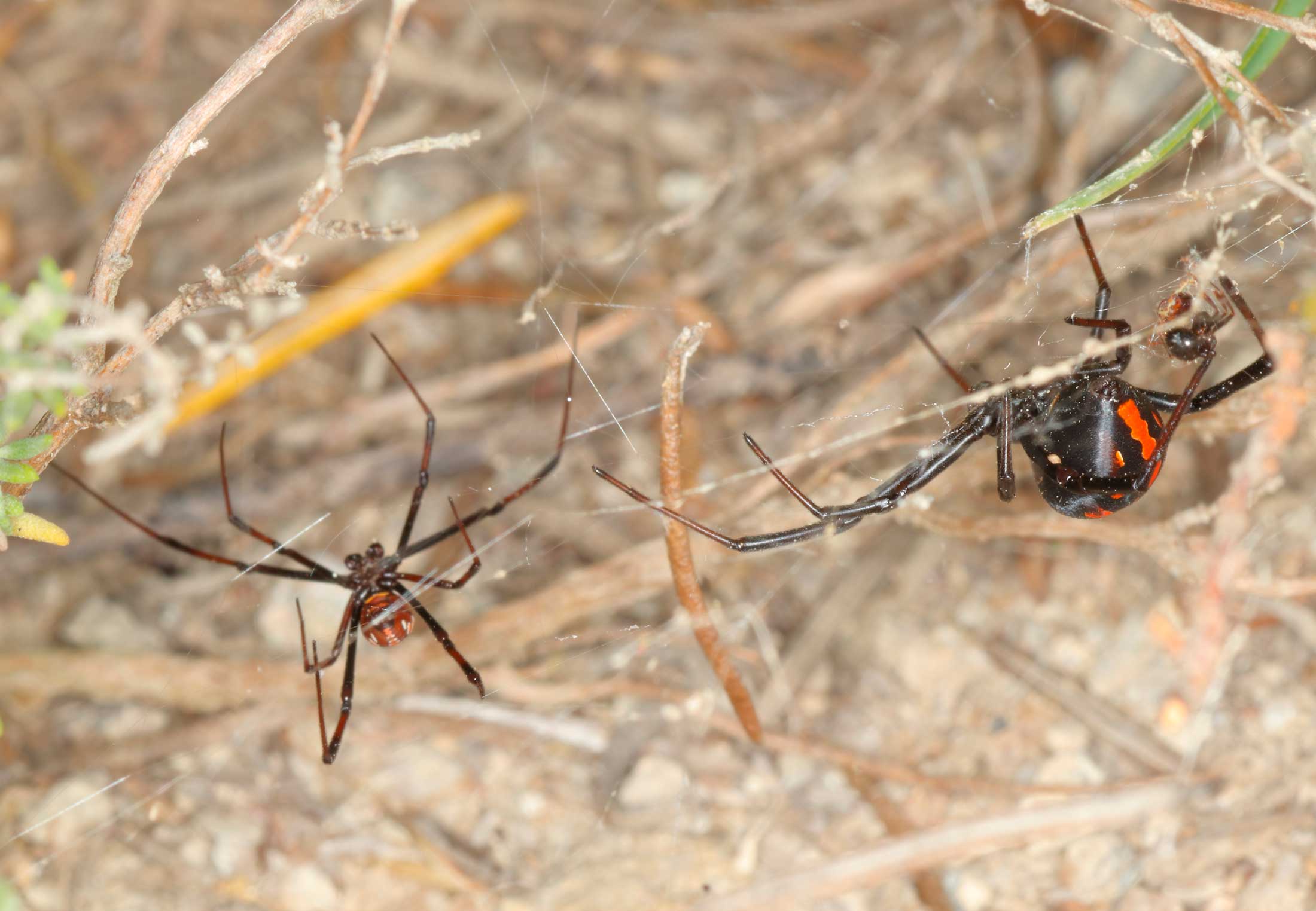 Sorte enke er en af verdens giftigste edderkopper | illvid.dk