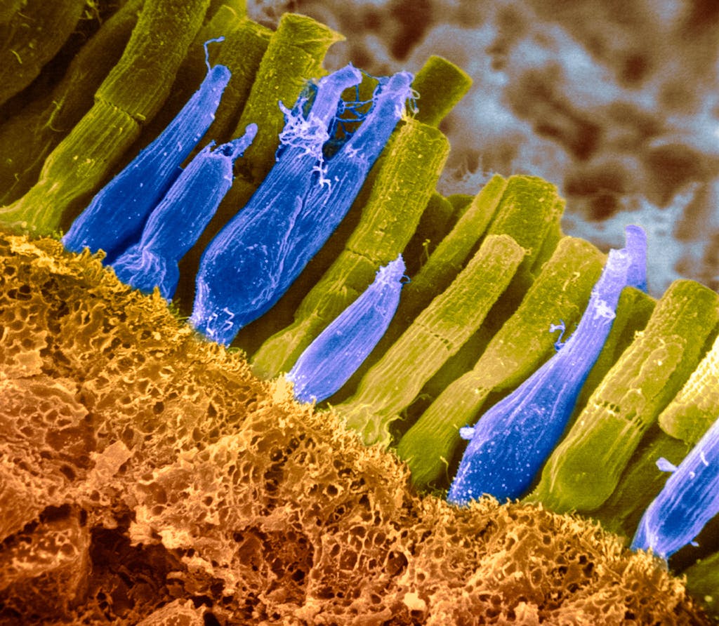 Ögat är hjärnans kamera | illvet.se