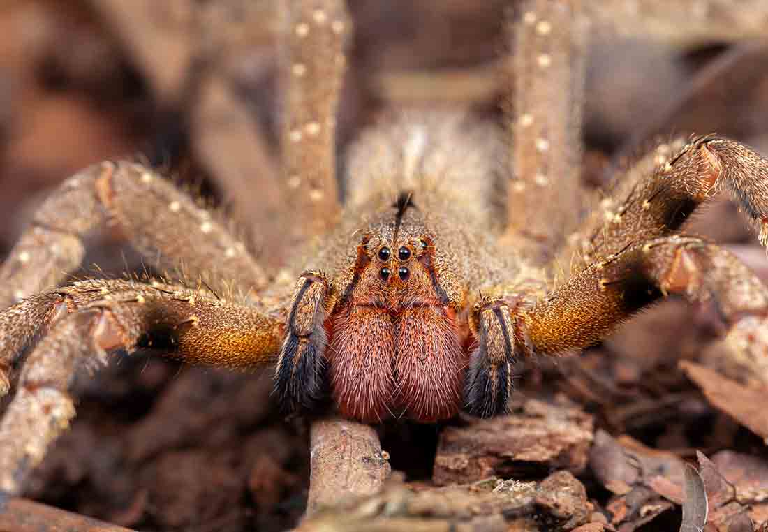 The world's most venomous spiders | scienceillustrated.com