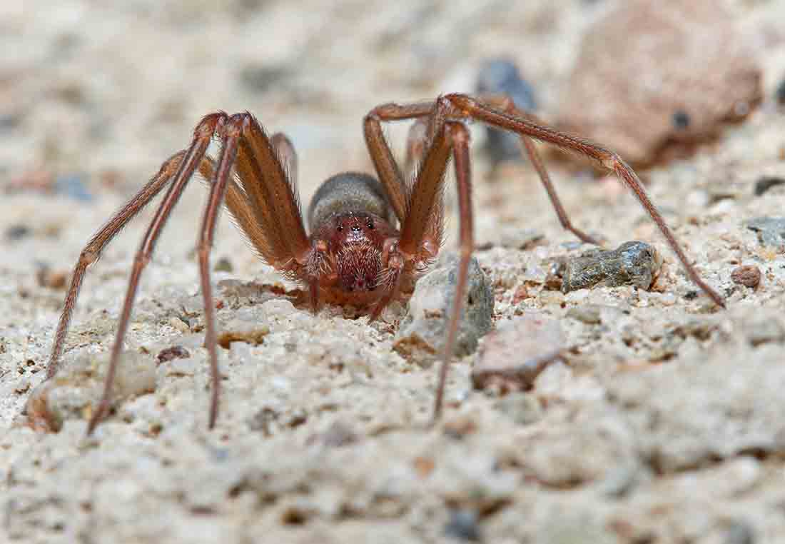 The world's most venomous spiders | scienceillustrated.com