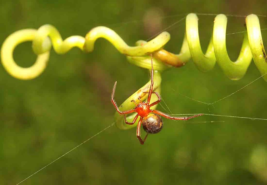 Verdens giftigste edderkopper - Her er listen | illvid.dk