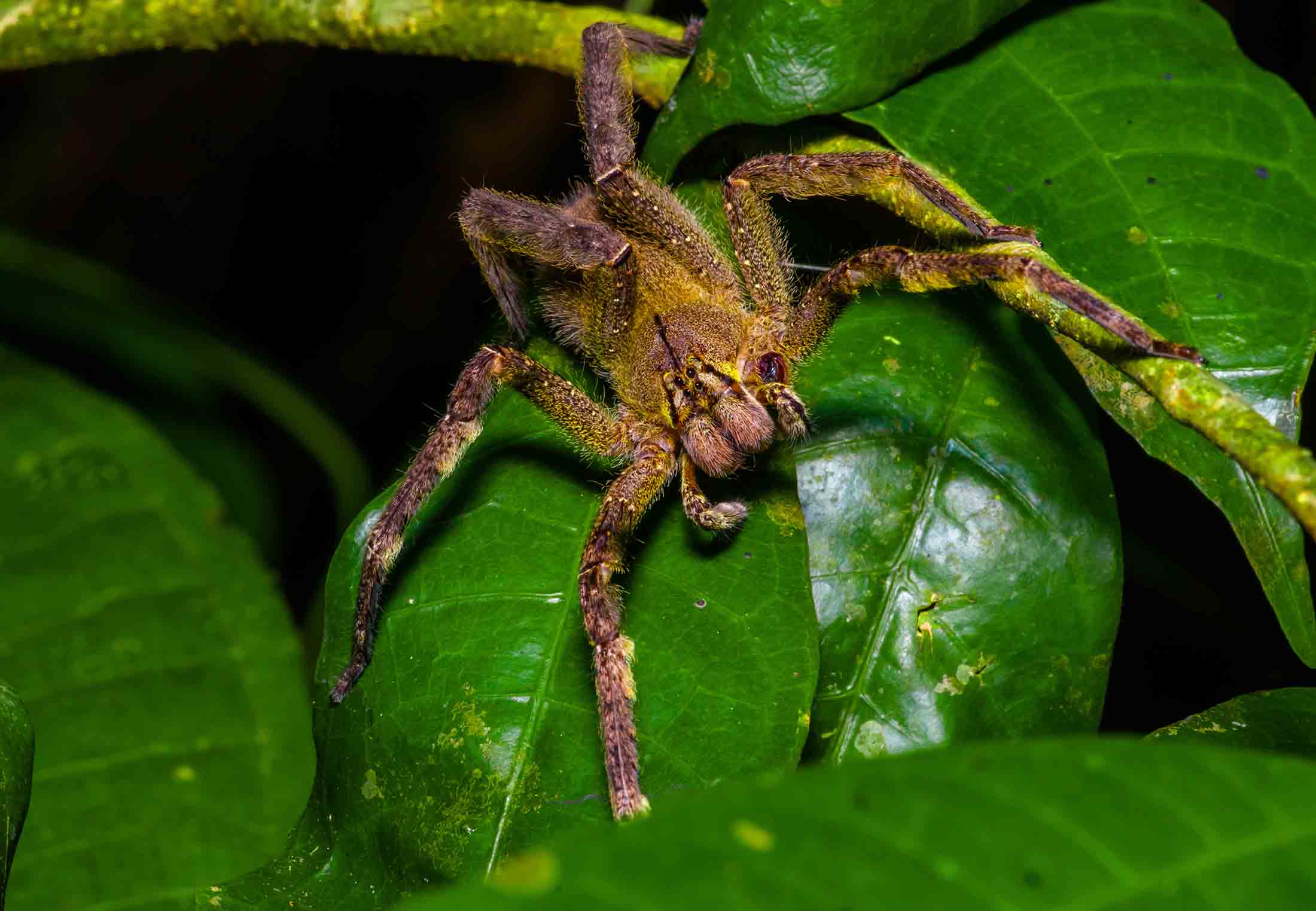 The world's most venomous spiders | scienceillustrated.com