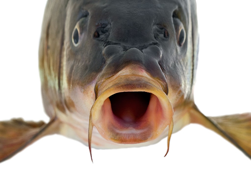 Hvordan klarer fisk i dybhavet et højt tryk? | illvid.dk