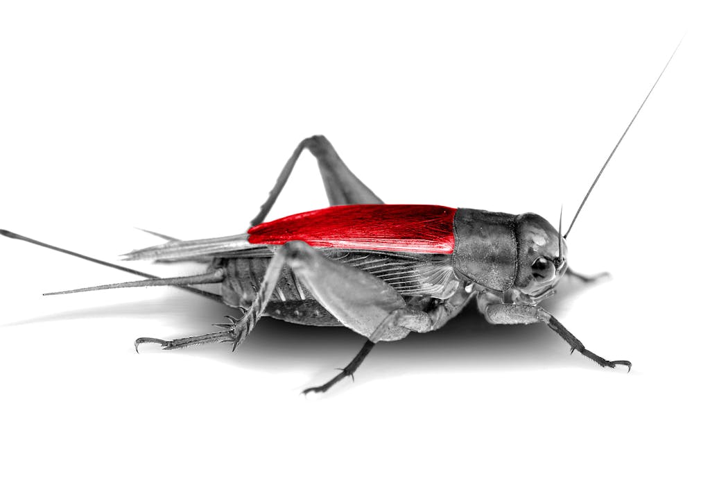 Harmlös fluga surrar som ett bi | illvet.se