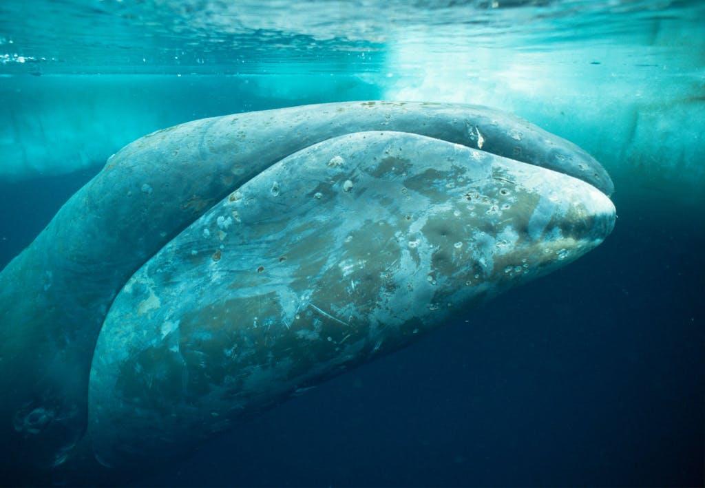 Topp 5: Her er de mest seiglivede dyrene (Hvilket dyr lever lengst ...