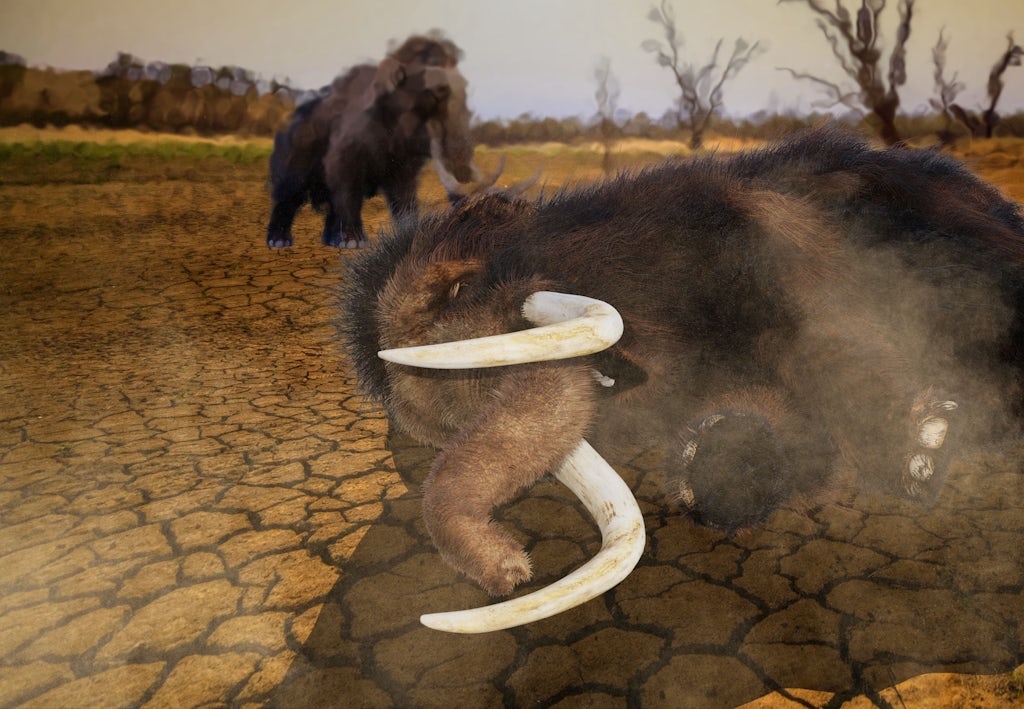 Mammut - På vei til å bli gjenopplivet | illvit.no