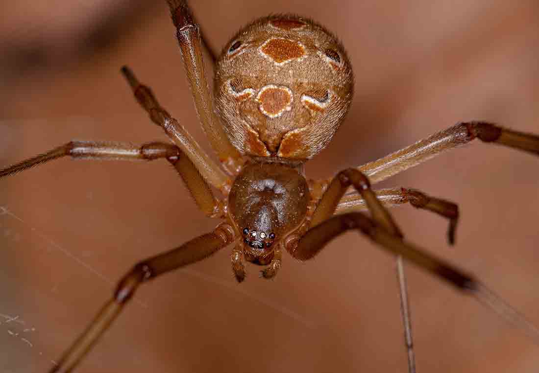 Världens 7 giftigaste spindlar | illvet.se