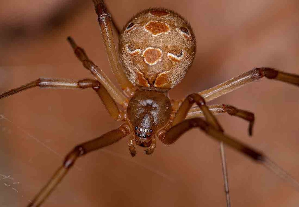 Verdens giftigste edderkopper – her er listen | illvit.no