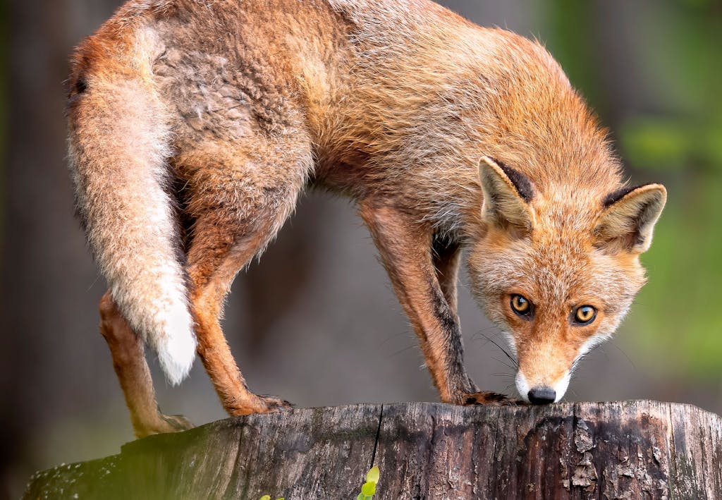 Waarom zijn honden gehoorzamer dan katten | wibnet.nl