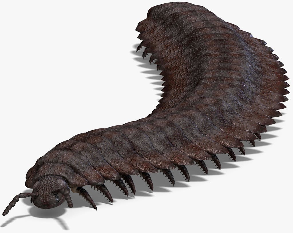 Hvor store kunne insekter blive? | illvid.dk