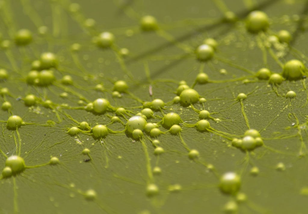 Kolibakteerit tuottavat sähköä raskasmetalleista | tieku.fi