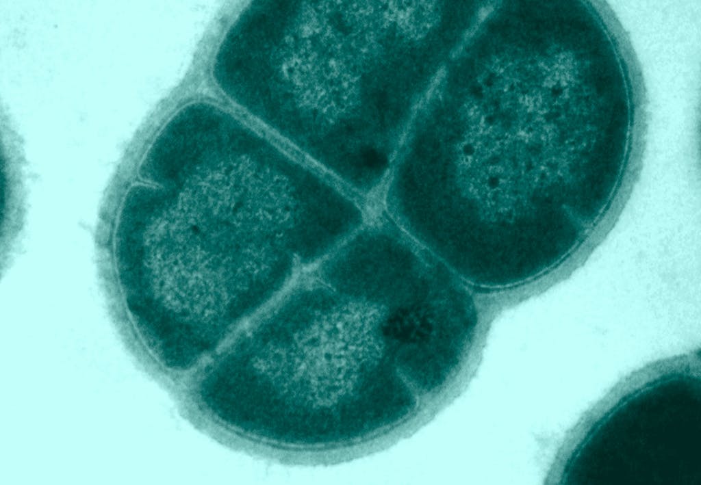 Experimental animals travel to the stars | scienceillustrated.com