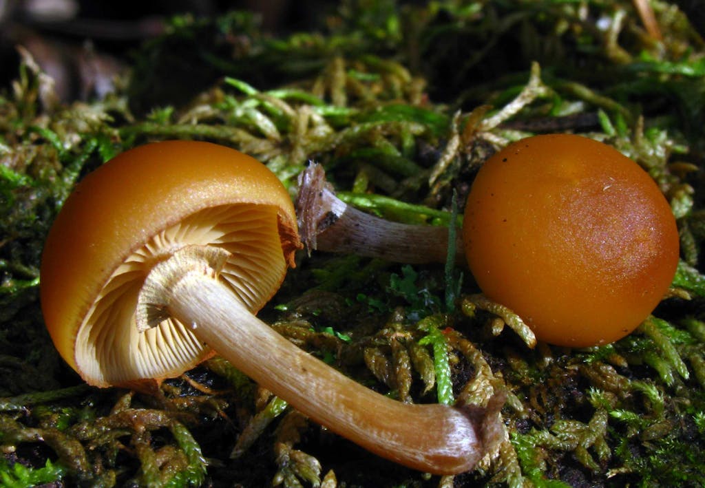 Grønn fluesopp og de fire andre giftigste soppene | illvit.no